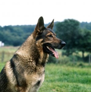 Top 101 Smartest Dog Breeds (GUIDE TO DOG INTELLIGENCE)