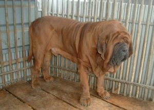 7 Native Korean Dog Breeds: Jindo, Jeju Dog & More