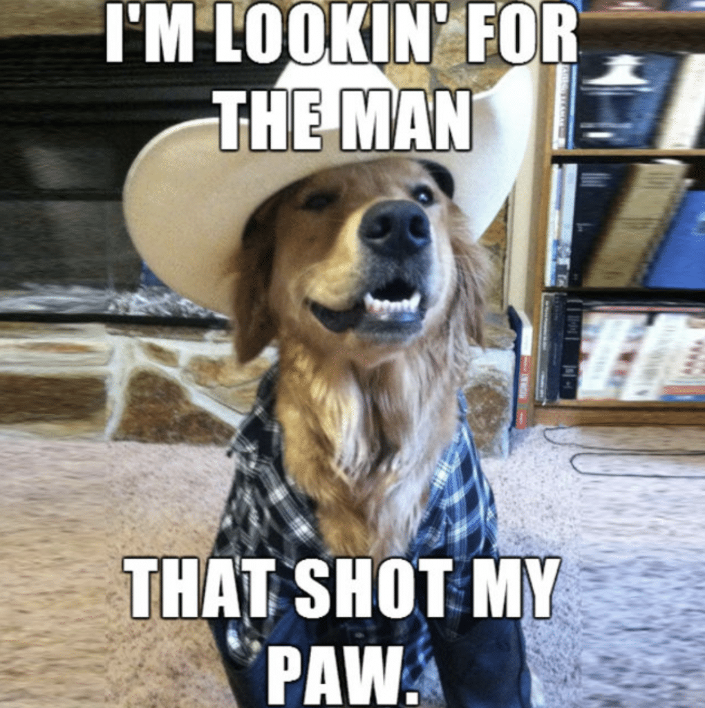 100 Funniest Dog Jokes Of The Internet FUNNY DOG HUMOR 