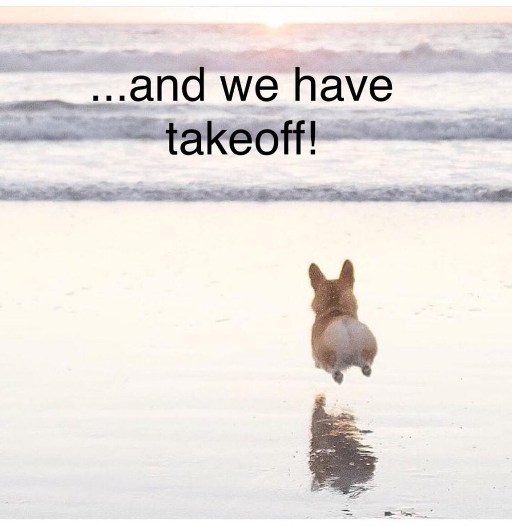 100 Funniest Dog Jokes of the Internet (FUNNY DOG HUMOR)