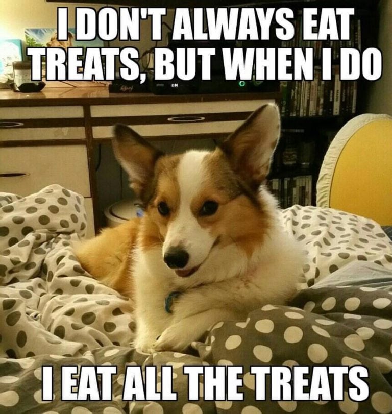 100 Funniest Dog Jokes of the Internet (FUNNY DOG HUMOR)