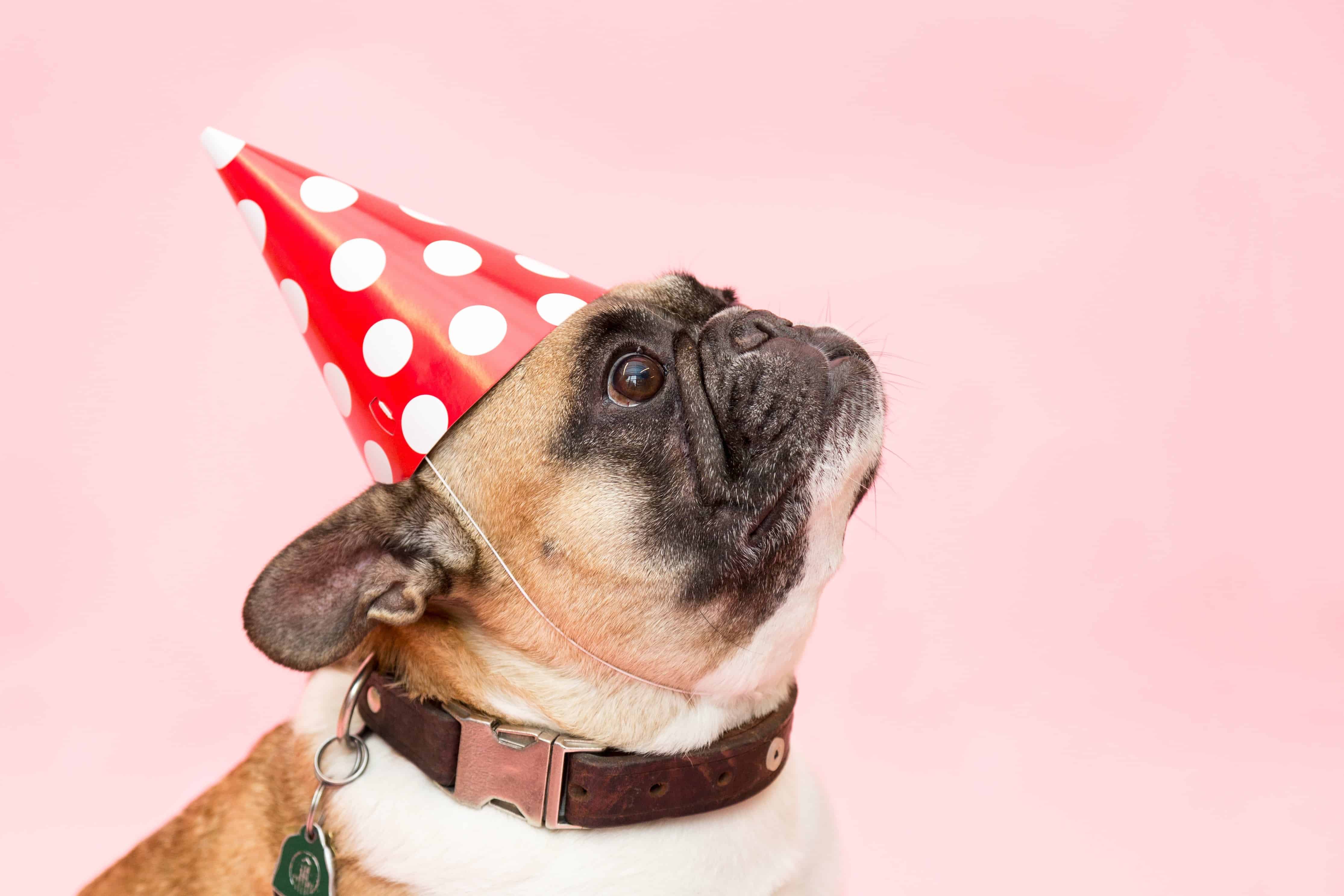 100 Funniest Dog Jokes Of The Internet FUNNY DOG HUMOR 