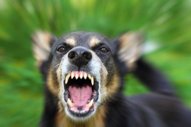 Rabies Vaccine for Dogs: The Dog Owner's Guide