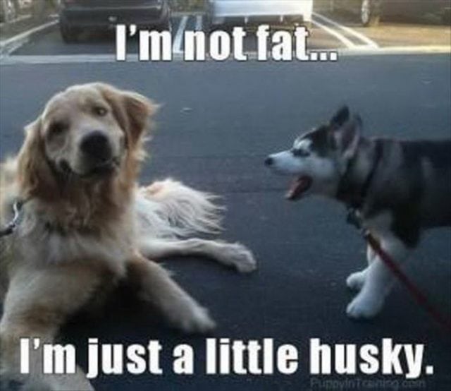 30 Best Husky Jokes - The Internet's Best Puns & Memes