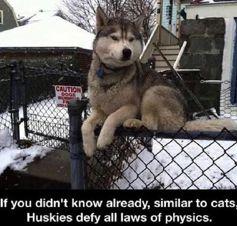 30 Best Husky Jokes - The Internet's Best Puns & Memes