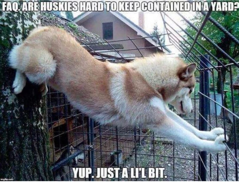 30 Best Husky Jokes - The Internet's Best Puns & Memes