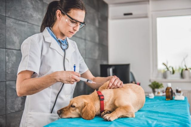 The Bordetella Vaccine: A Dog Owner's Guide
