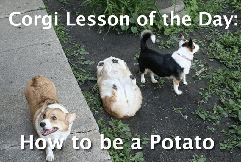 31 Funniest Corgi Jokes: Puns, Memes & More