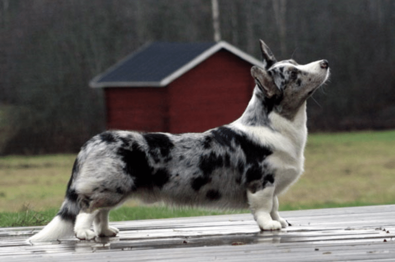 Pembroke Welsh Corgi - Temperament, Origin & Care