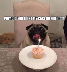 48 Best Pug Jokes & Puns (From Around the Internet)