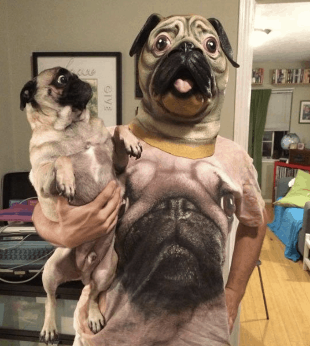 48 Best Pug Jokes & Puns (From Around the Internet)