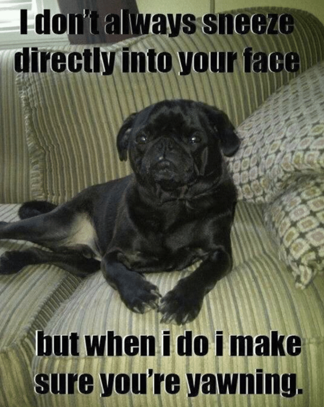 48 Best Pug Jokes & Puns (From Around the Internet)