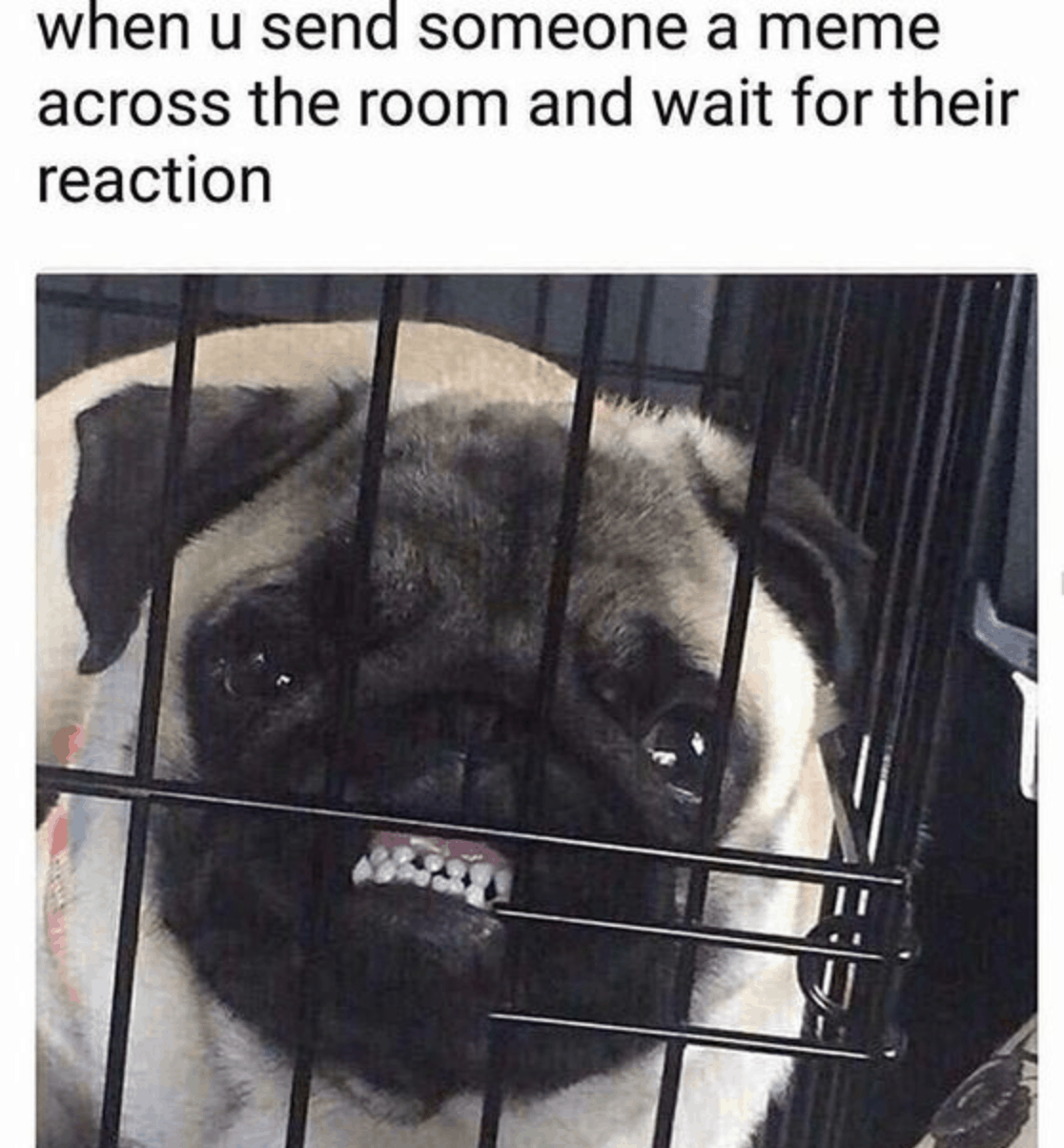 48 Best Pug Jokes & Puns (From Around the Internet)
