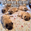 48 Best Pug Jokes & Puns (From Around the Internet)