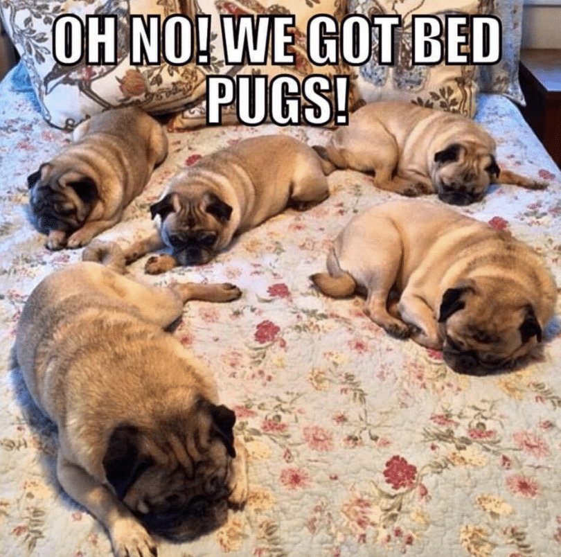 48 Best Pug Jokes & Puns (From Around the Internet)