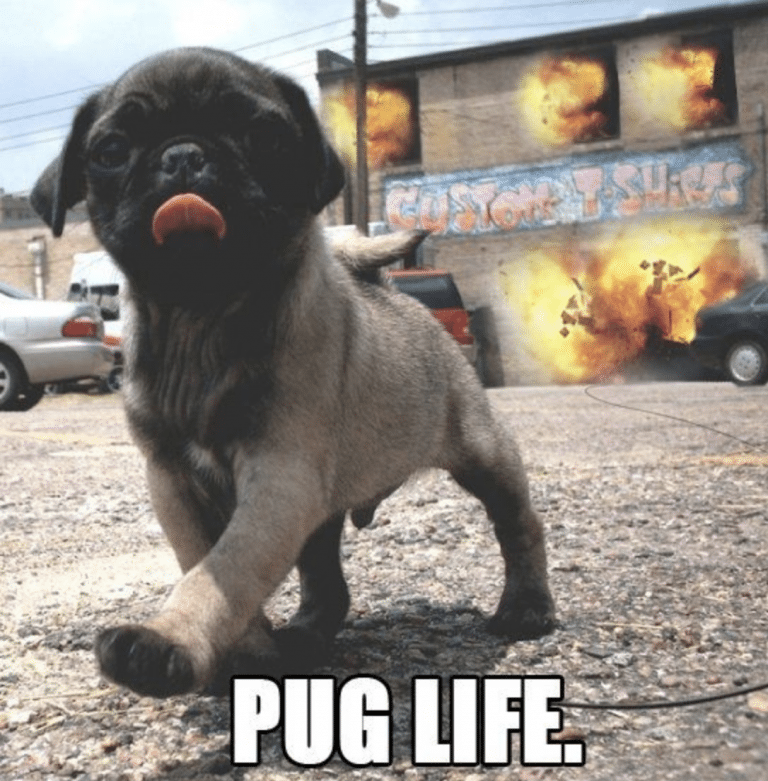 48 Best Pug Jokes & Puns (From Around the Internet)