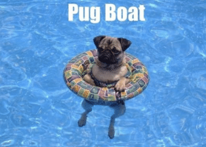 48 Best Pug Jokes & Puns (From Around the Internet)