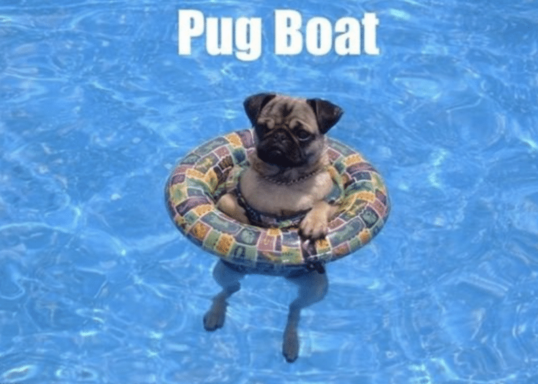 48 Best Pug Jokes & Puns (From Around the Internet)