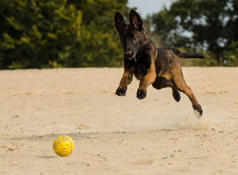 19 Brave Police Dog Breeds (Law Enforcement Dogs)