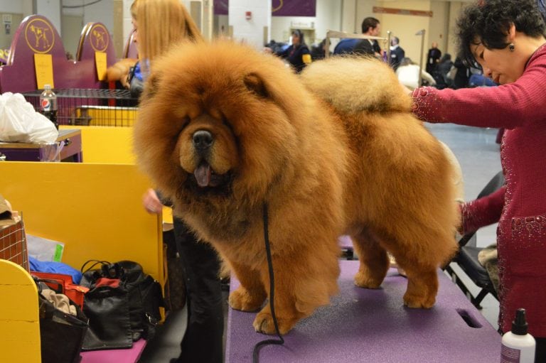 Chow Chow - Temperament, Origins & Care (DOG BREED GUIDE)