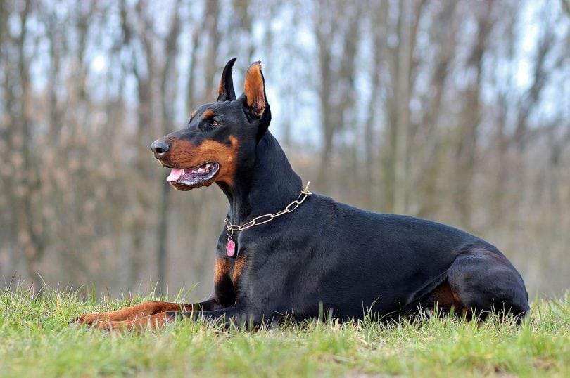 19 Brave Police Dog Breeds (Law Enforcement Dogs)