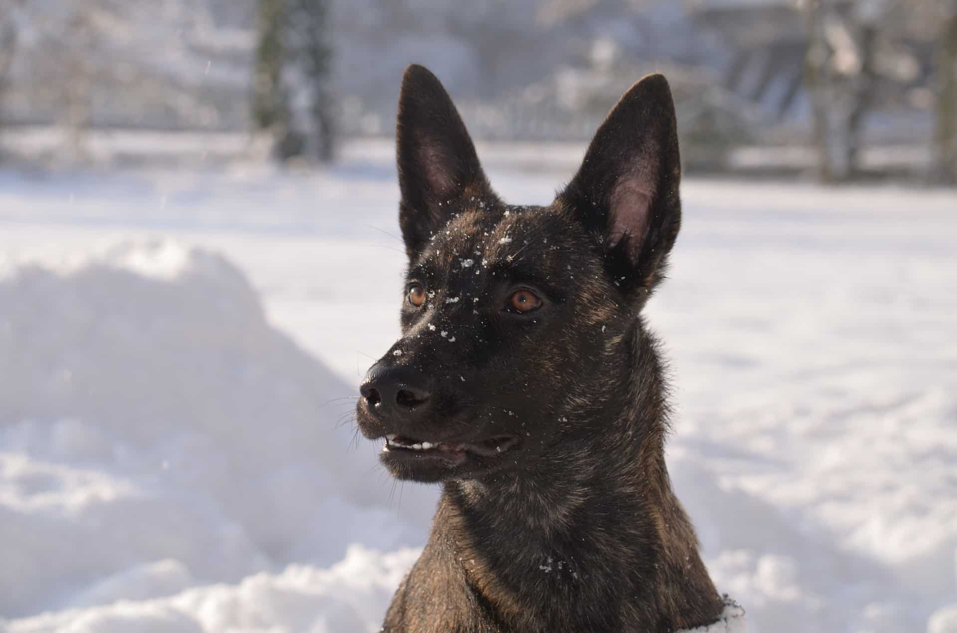 19 Brave Police Dog Breeds (Law Enforcement Dogs)