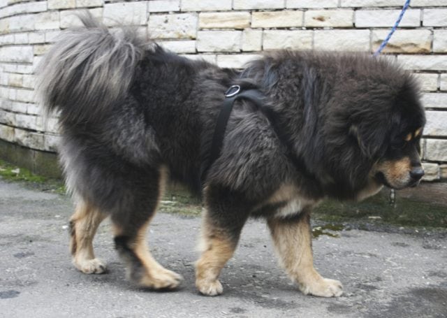 Gaddi Kutta Dog: Temperament, Origins & Care (Breed Guide)