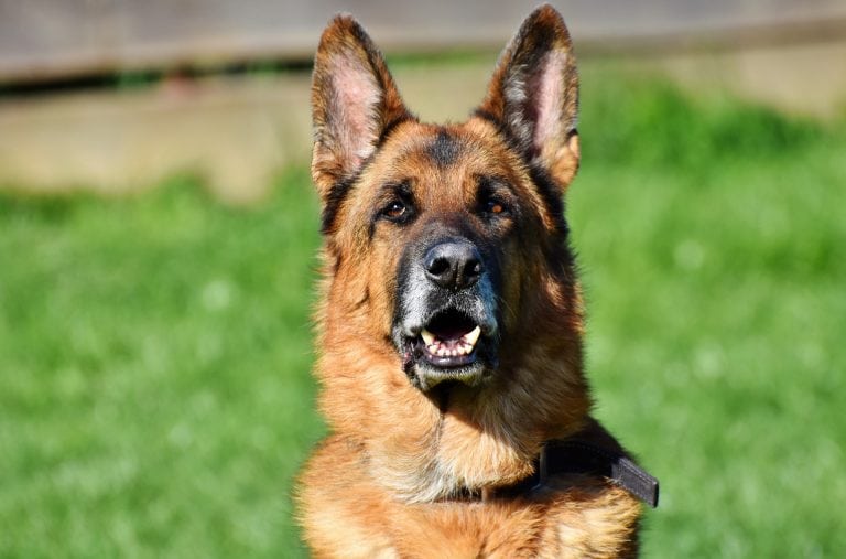 19 Brave Police Dog Breeds (Law Enforcement Dogs)