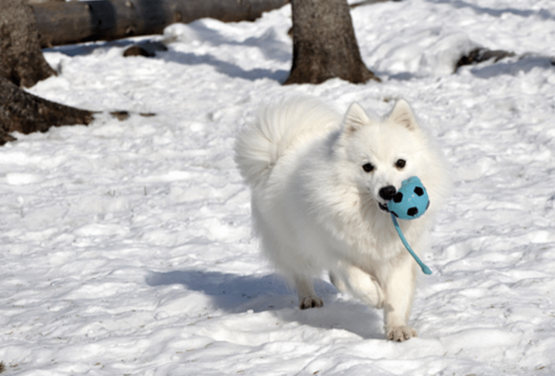 Japanese Spitz - Temperament, Origin & Care (Breed Guide)
