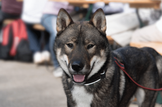 13 Native Japanese Dog Breeds (All Japanese Dogs)