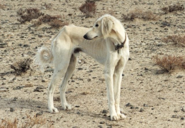 21 Native Indian Dog Breeds (All Dogs From India)