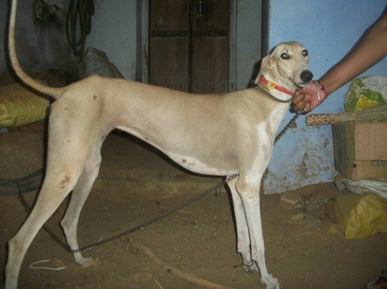 Chippiparai Dog: Indian Hunting Royalty (Breed Guide)