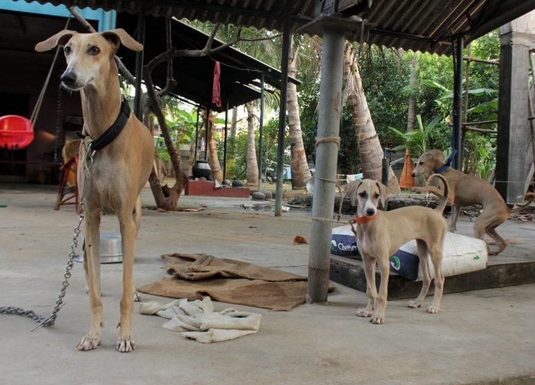 Chippiparai Dog - Indian Hunting Royalty (KANNI BREED GUIDE)