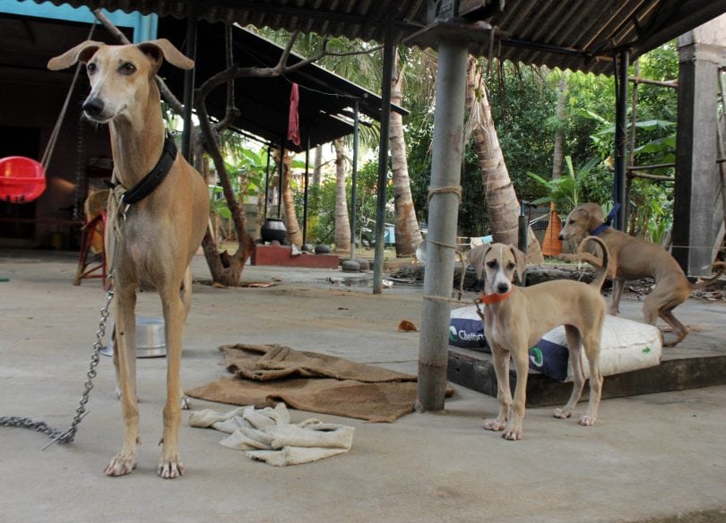 Chippiparai Dog - Indian Hunting Royalty (KANNI BREED GUIDE)