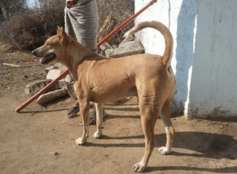 Pandikona Dog - The "Indian Doberman" (Breed Guide)