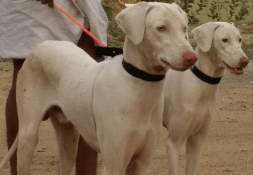 Rajapalayam Dog - Rare Aristocratic Dog of India (BREED GUIDE)