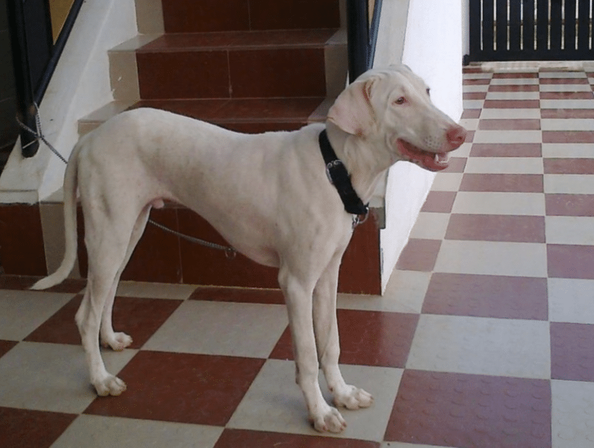 Rajapalayam Dog - Rare Aristocratic Dog of India (BREED GUIDE)