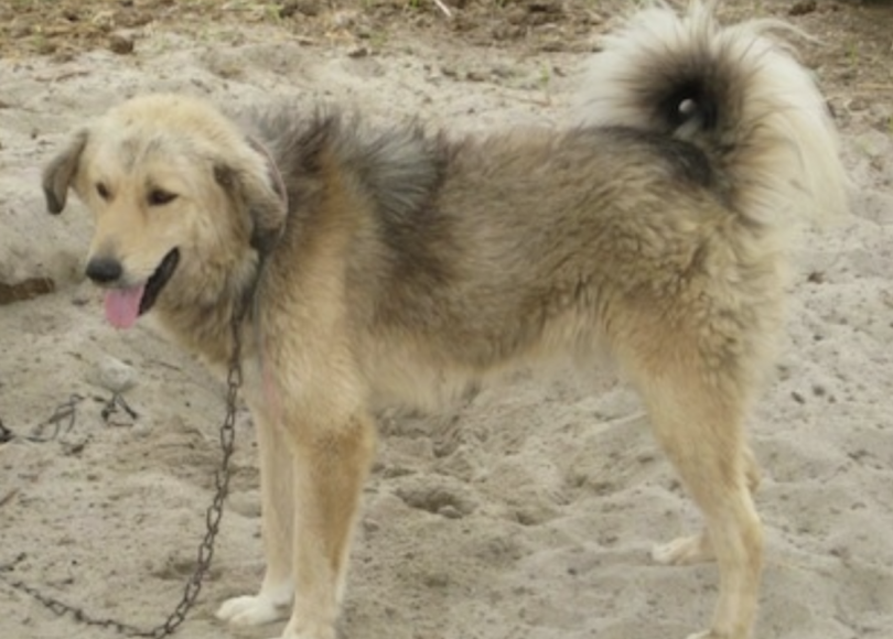Bakharwal Dog - Stubborn, Fierce & Fluffy (DOG BREED GUIDE)