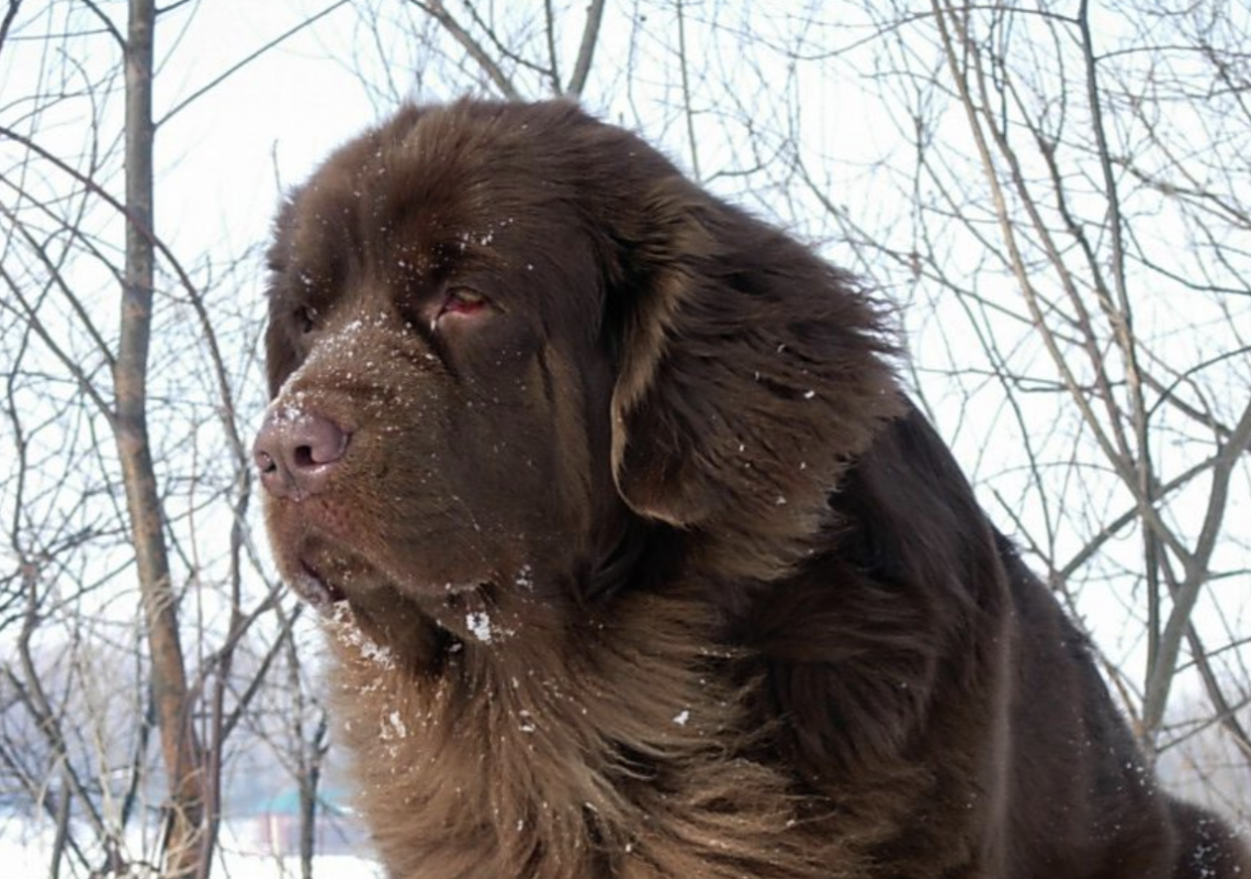 Bakharwal Dog - Stubborn, Fierce & Fluffy (DOG BREED GUIDE)