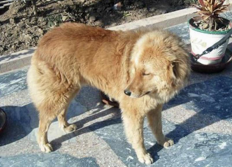 Bakharwal Dog - Stubborn, Fierce & Fluffy (Breed Guide)