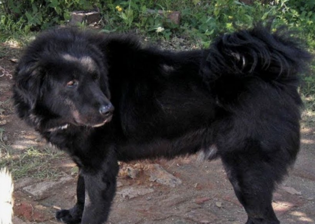 Bakharwal Dog - Stubborn, Fierce & Fluffy (DOG BREED GUIDE)