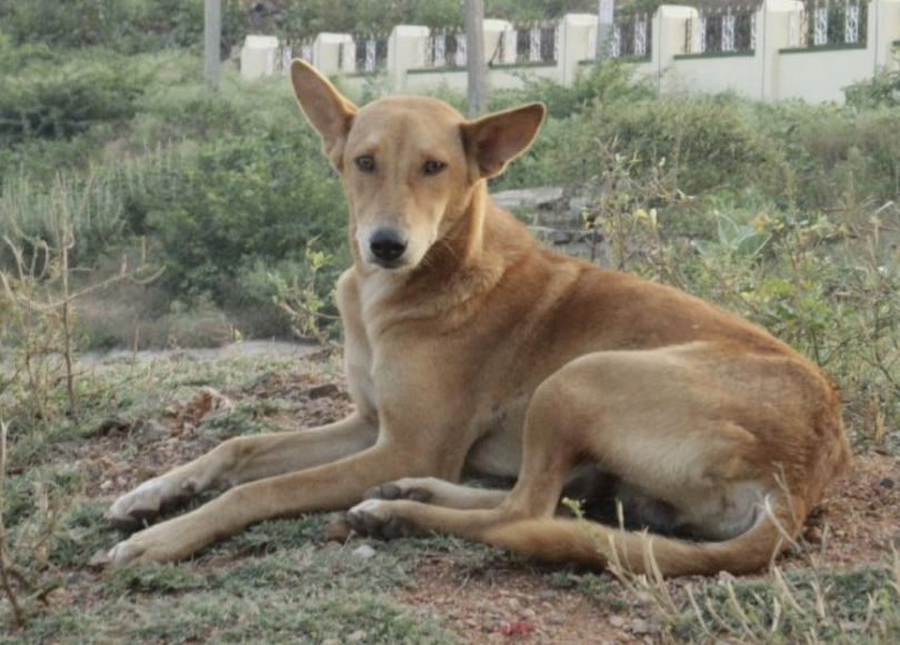 Indian Pariah Dog - India's Most Ancient Dog (BREED GUIDE)