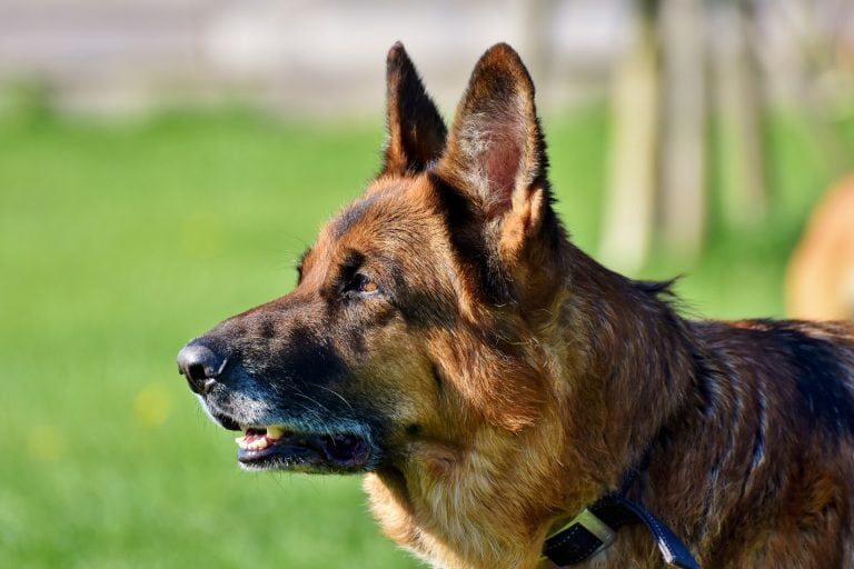 Full List of Every Recognized Dog Breed