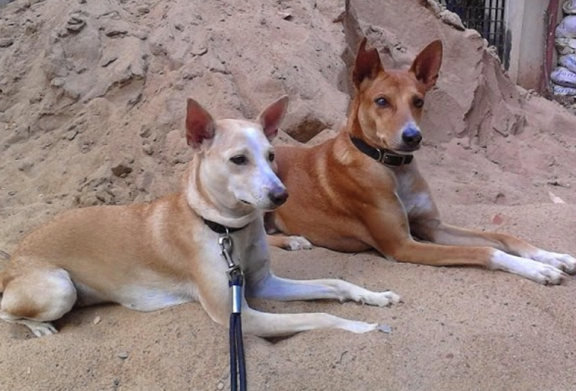 Indian Pariah Dog: India's Most Ancient Dog (Breed Guide)