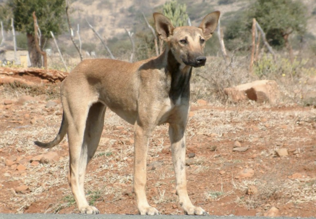 Indian Pariah Dog: India's Most Ancient Dog (Breed Guide)