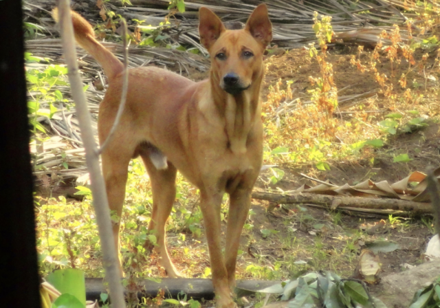 Indian Pariah Dog - India's Most Ancient Dog (BREED GUIDE)