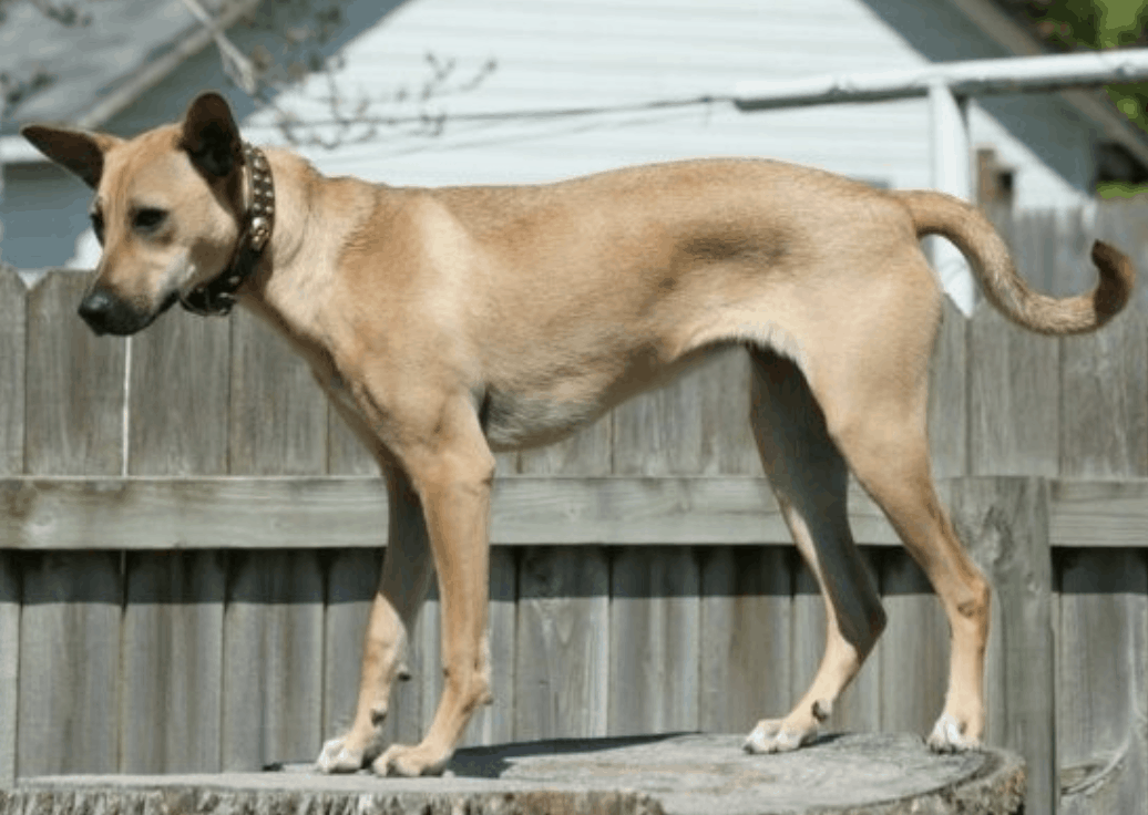 Indian Pariah Dog - India's Most Ancient Dog (BREED GUIDE)