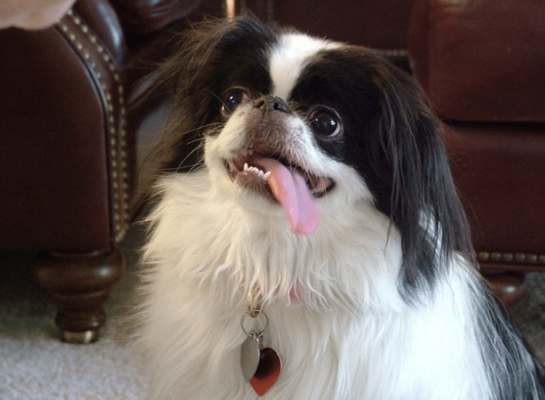 Japanese Chin - Temperament, Origins & Care (Breed Guide)