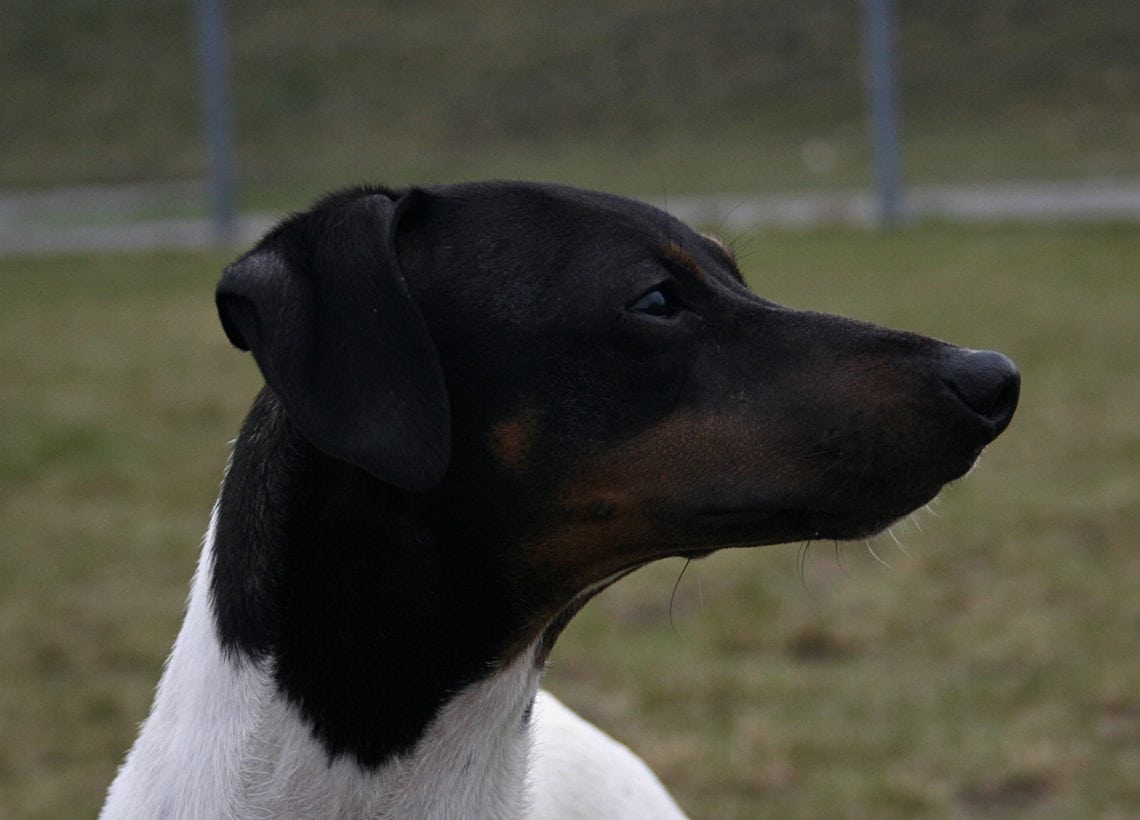 Japanese Terrier - Origins, Temperament & Care (BREED GUIDE)