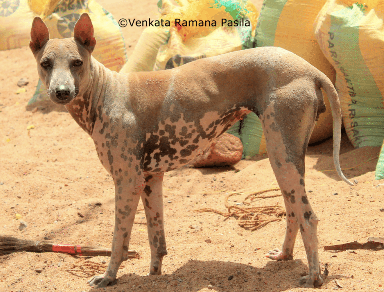 Jonangi Dog: The Indian Duck Herders (Breed Guide)